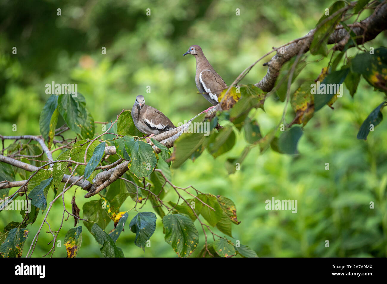 White winged dove in tree hi-res stock photography and images - Alamy