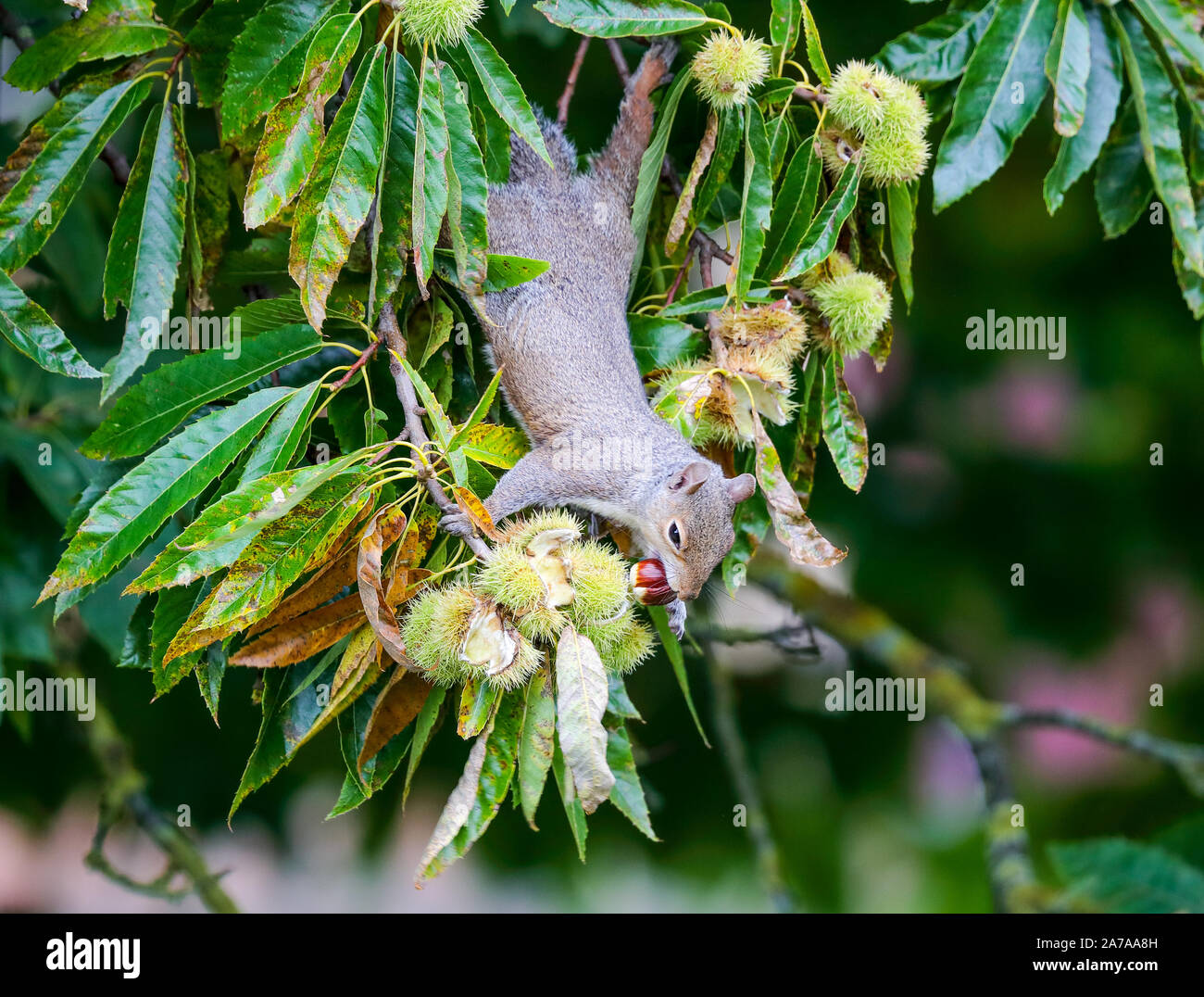 Invasive spiecies hi-res stock photography and images - Alamy