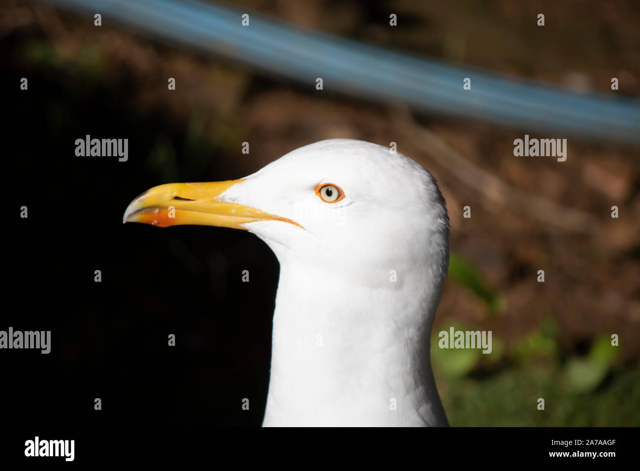 Pensive Seagull look on head shot with shallow DOF Stock Photo - Alamy