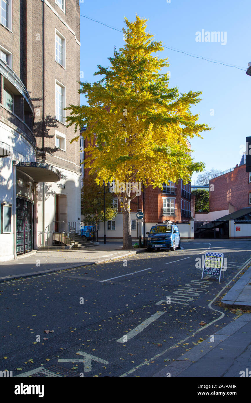 Ginkgo fossil hi-res stock photography and images - Alamy