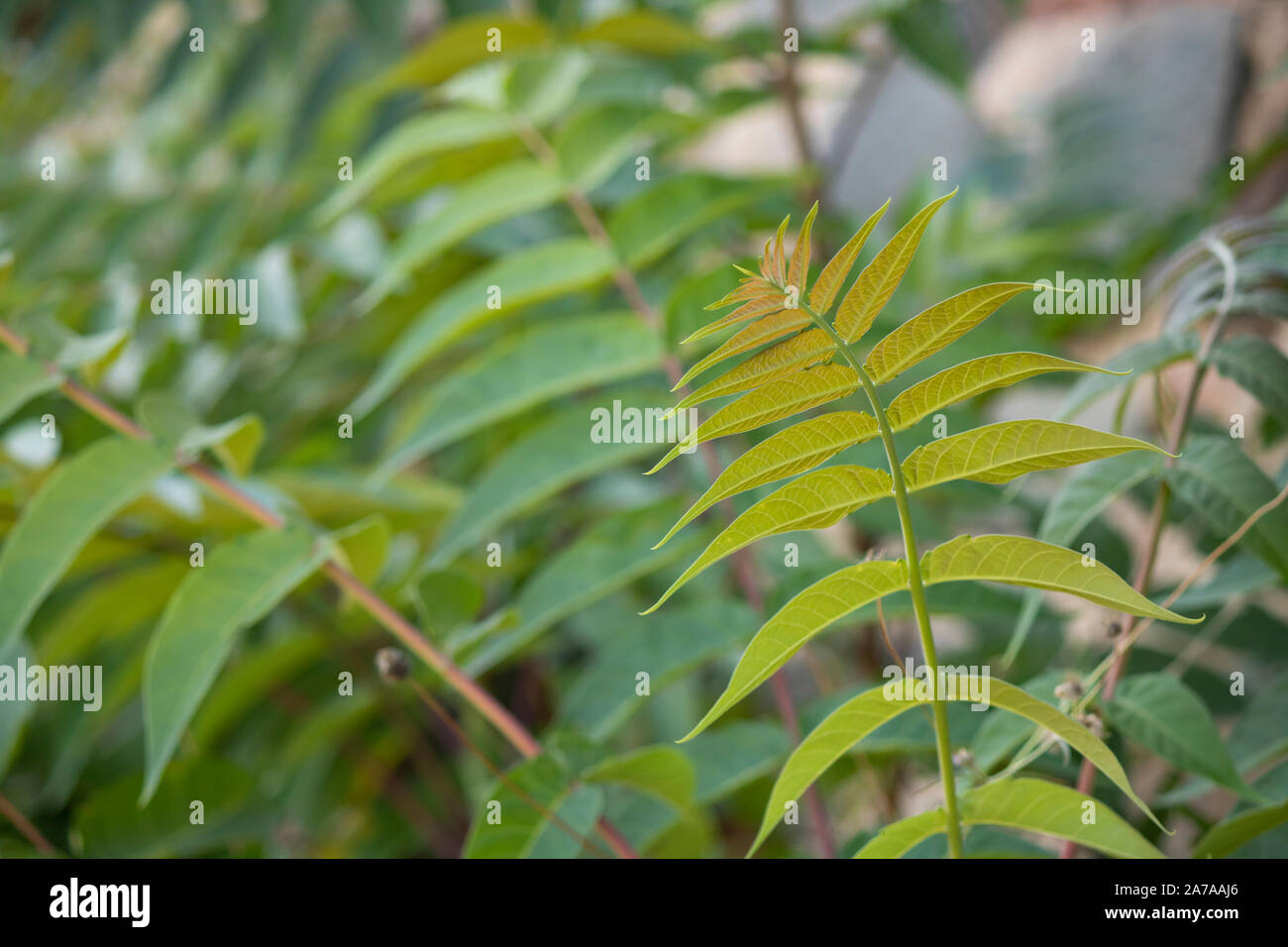Close shoot of leaves and branches of Sorbaria sorbifolia Stock Photo ...