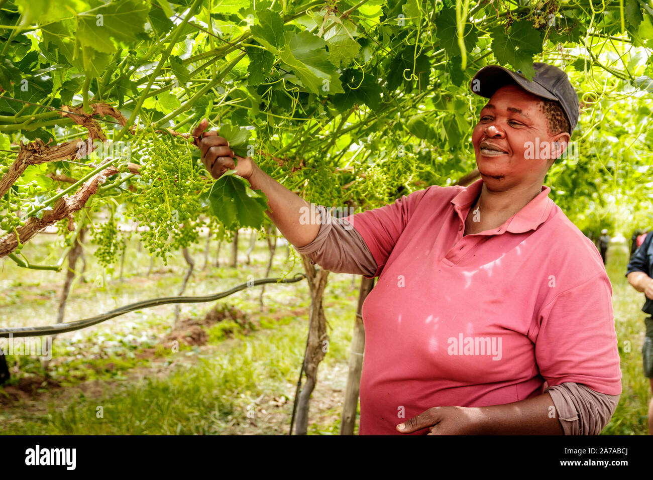 Grape farming in northern cape hi-res stock photography and images - Alamy