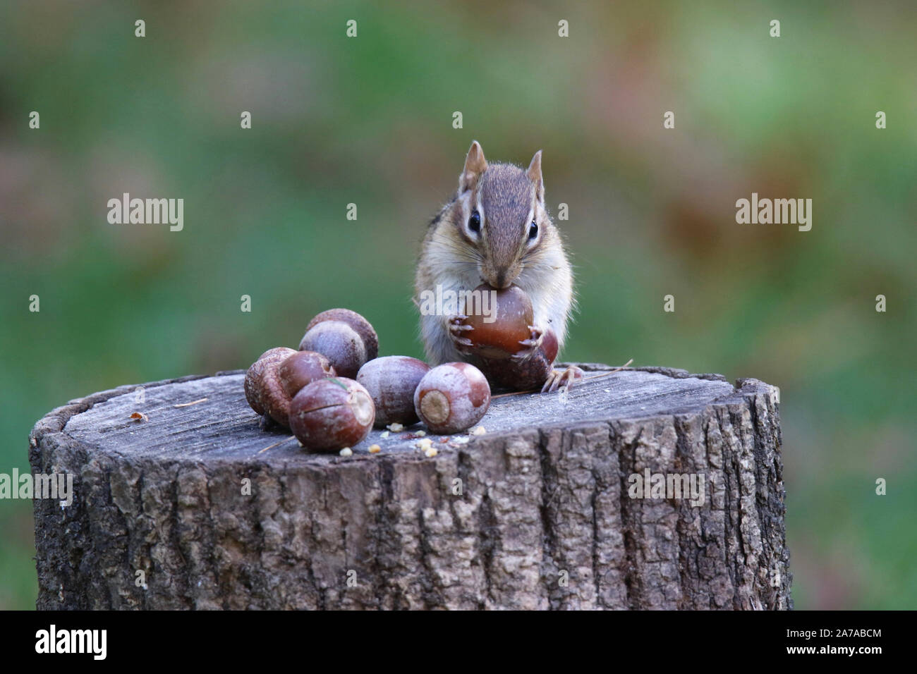 Chipmunks feeding hi-res stock photography and images - Alamy