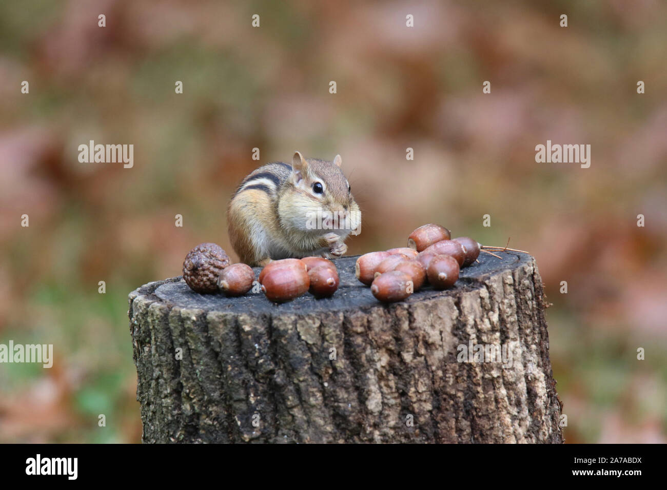 Chipmunks feeding hi-res stock photography and images - Alamy