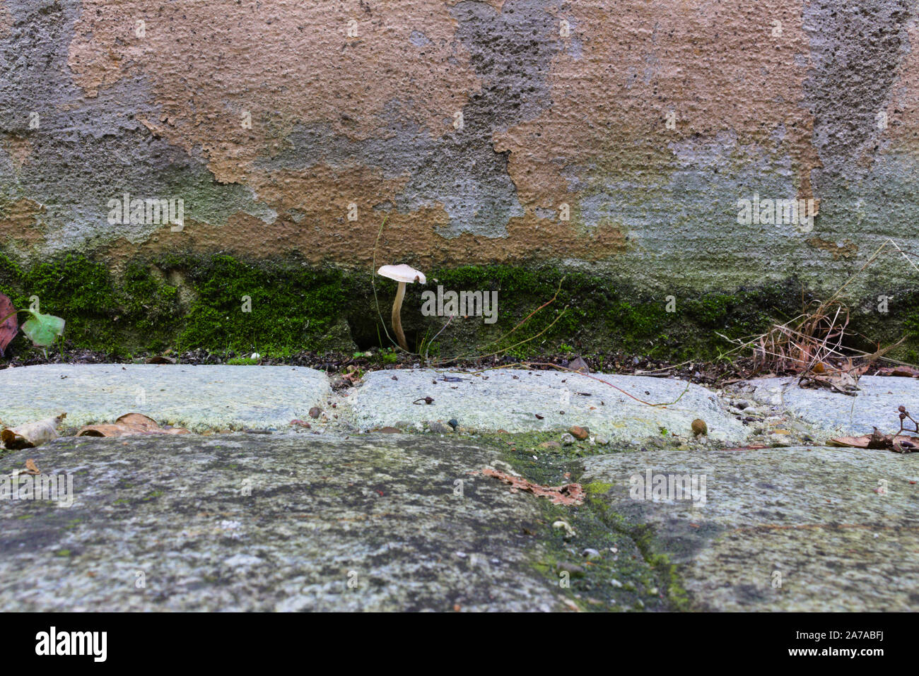 Mushroom texture hi-res stock photography and images - Alamy