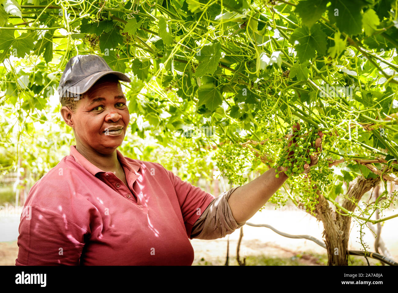 Grapes workers vineyard hi-res stock photography and images - Alamy