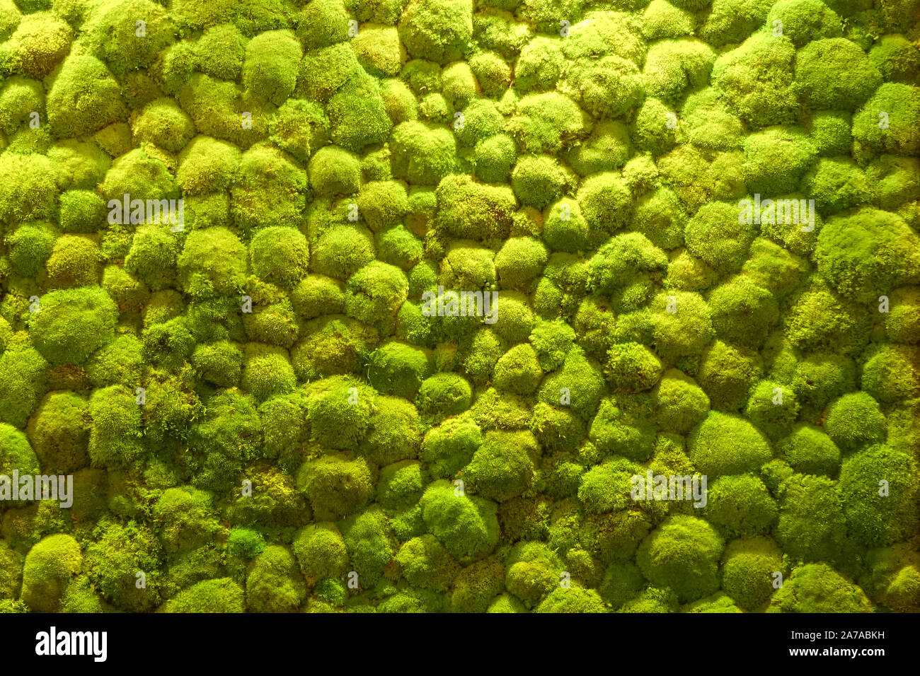 Amazon rainforest moss hi-res stock photography and images - Alamy