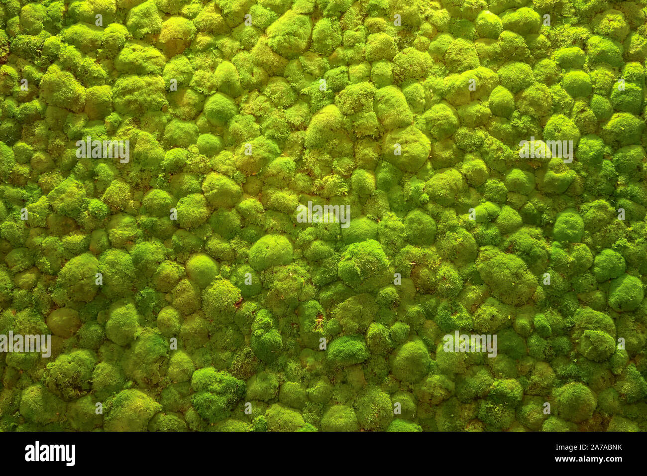 Top view of green rain forest or moss from above Stock Photo - Alamy