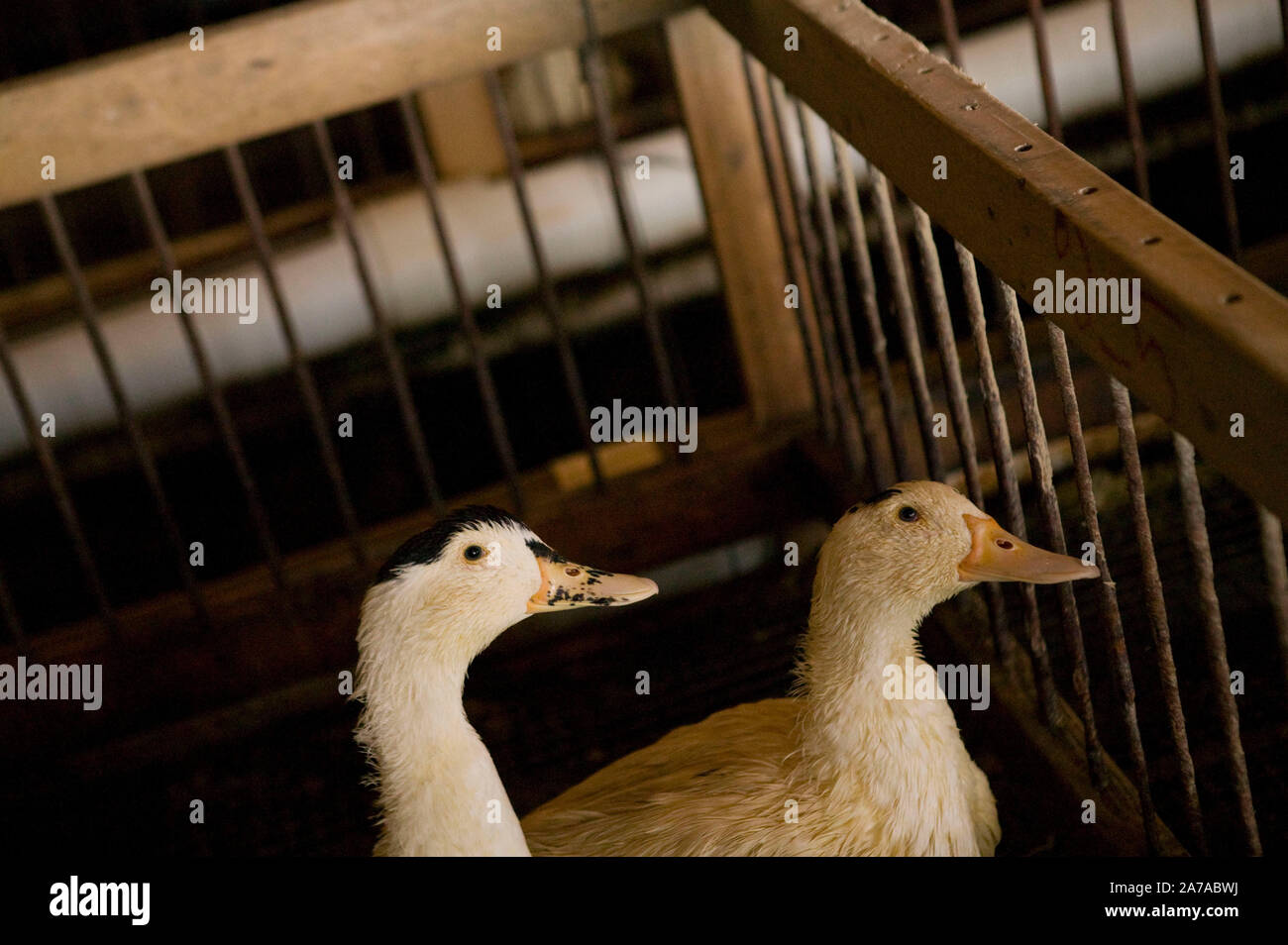 Foie Gras Force Feeding Ducks High Resolution Stock Photography and ...