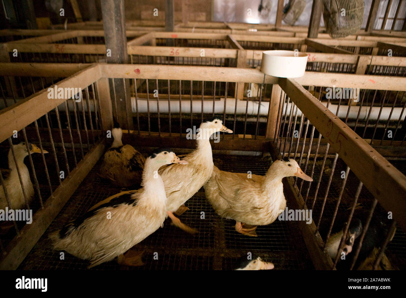Foie Gras Force Feeding Ducks High Resolution Stock Photography and ...