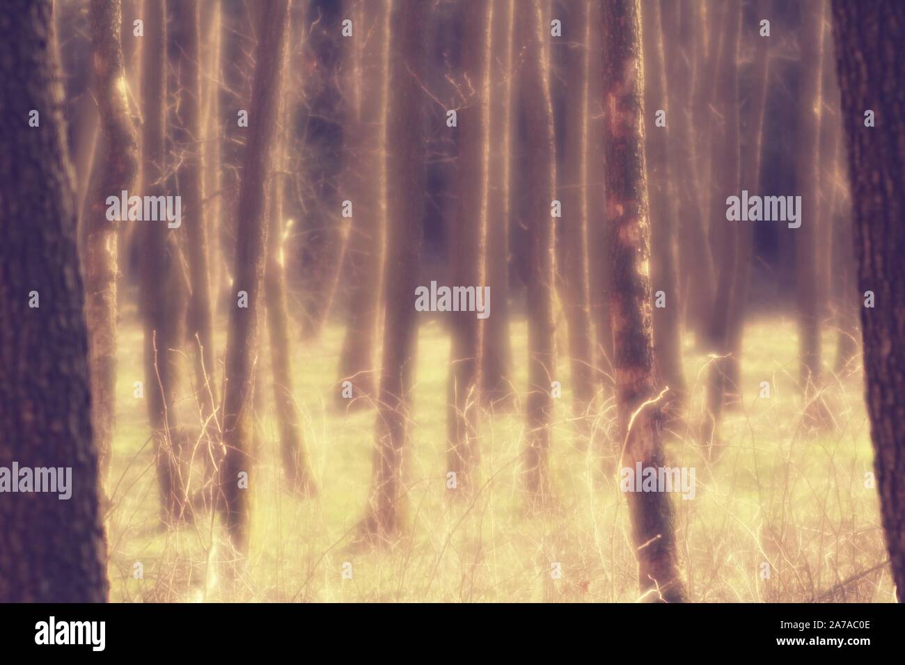 Forest dream soft fantasy photo background Stock Photo - Alamy
