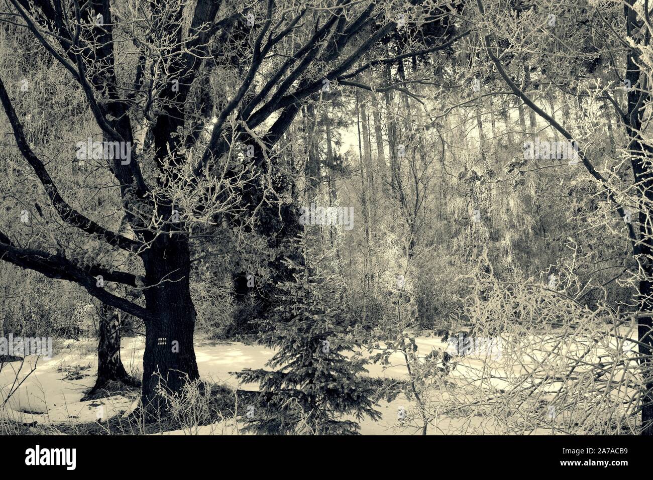 Old Oak tree in forest from winter season Stock Photo - Alamy