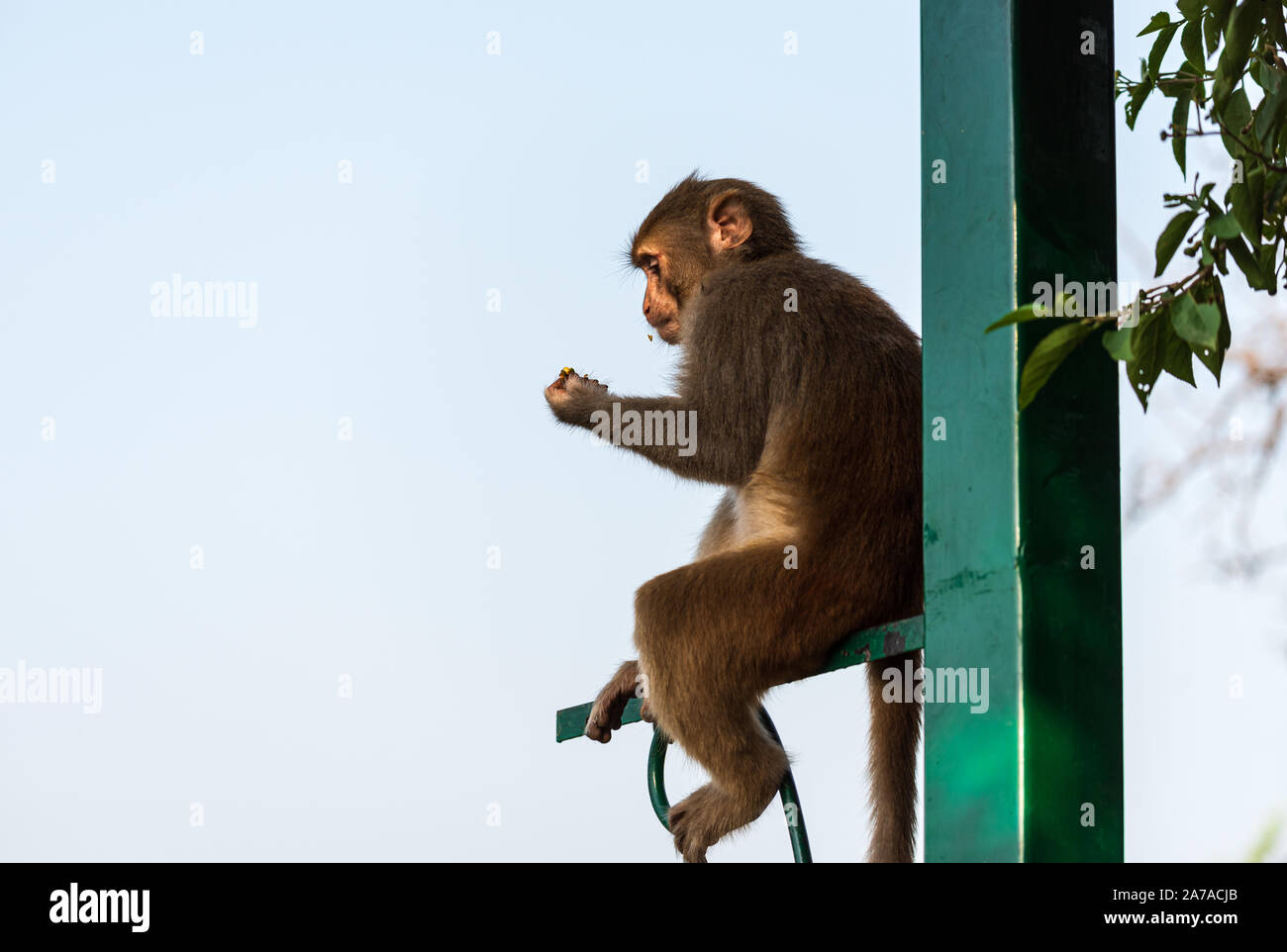 Damanekoh hi-res stock photography and images - Alamy