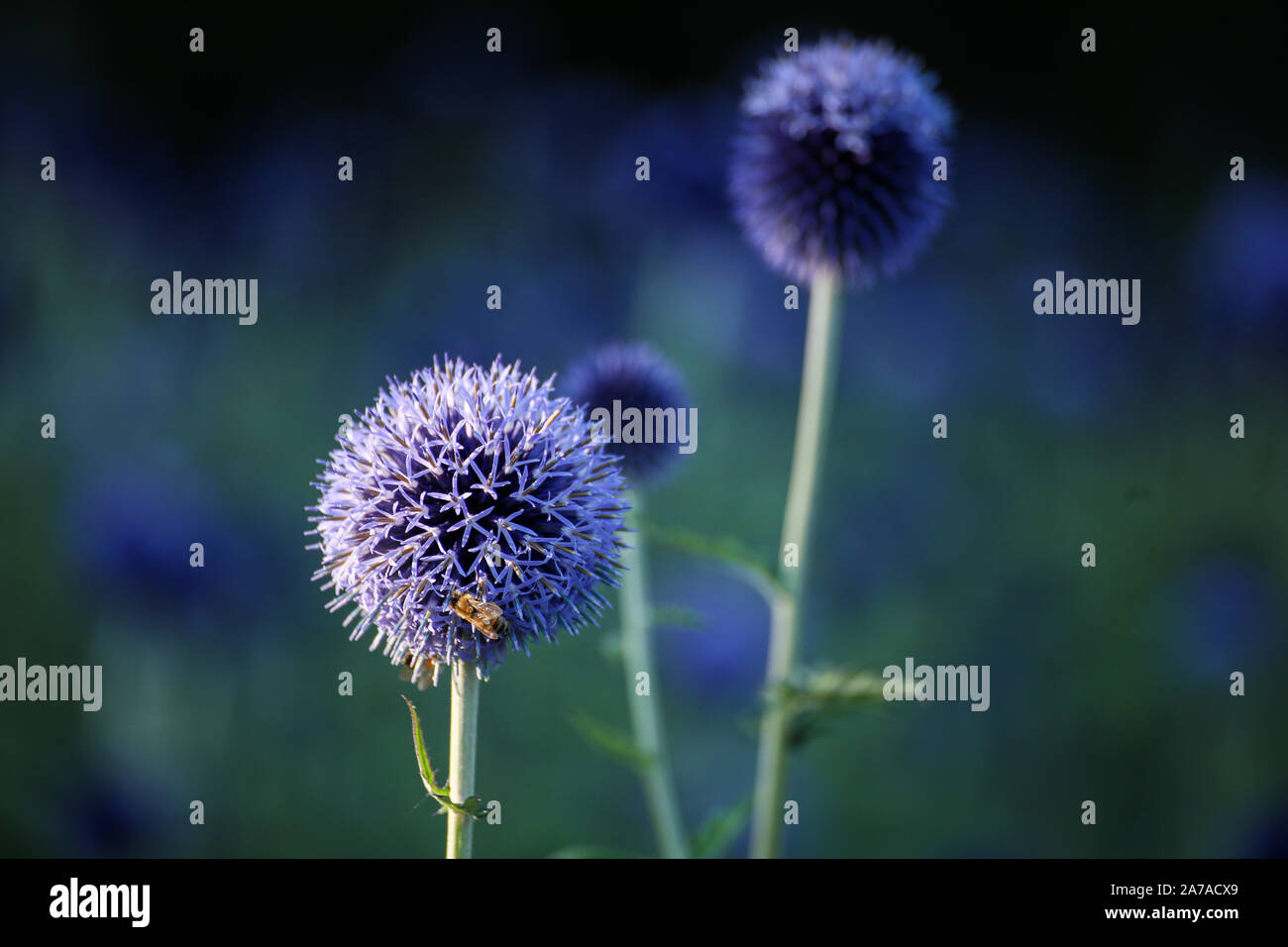 Blue thistles hi-res stock photography and images - Alamy
