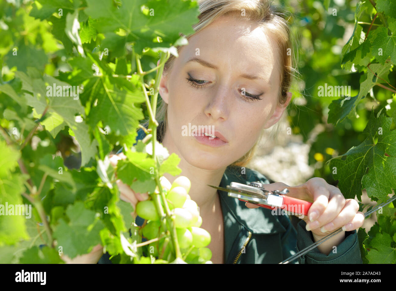 Woman cutting apple tree hi-res stock photography and images - Alamy