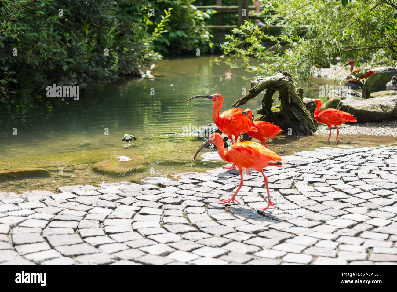 Exotic birds walking freely on path through local zoo Stock Photo - Alamy