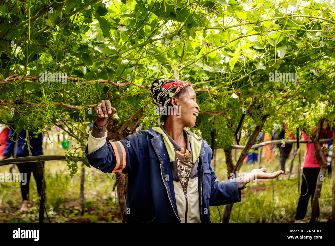 Grape farming in northern cape hi-res stock photography and images - Alamy