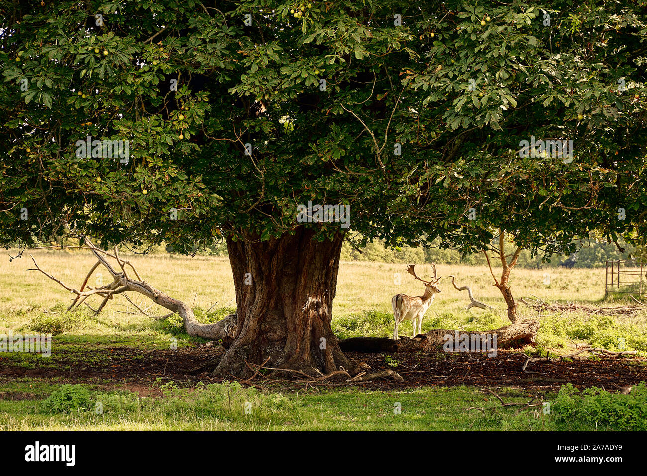 Fallow Deer under tree in the shropshire countryside Stock Photo - Alamy