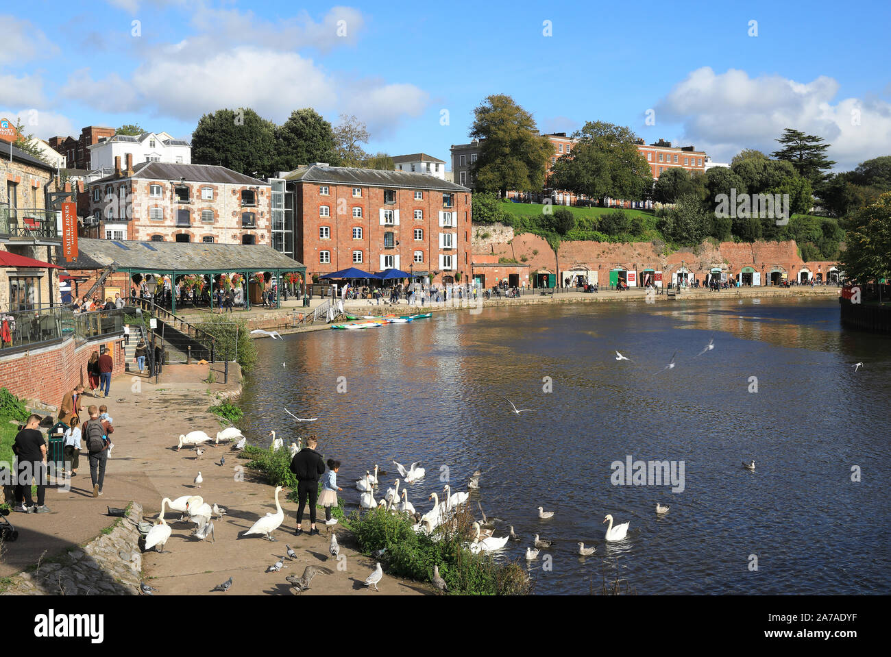 Feeding the swans in the autumn sunshine on the historic Quayside in ...