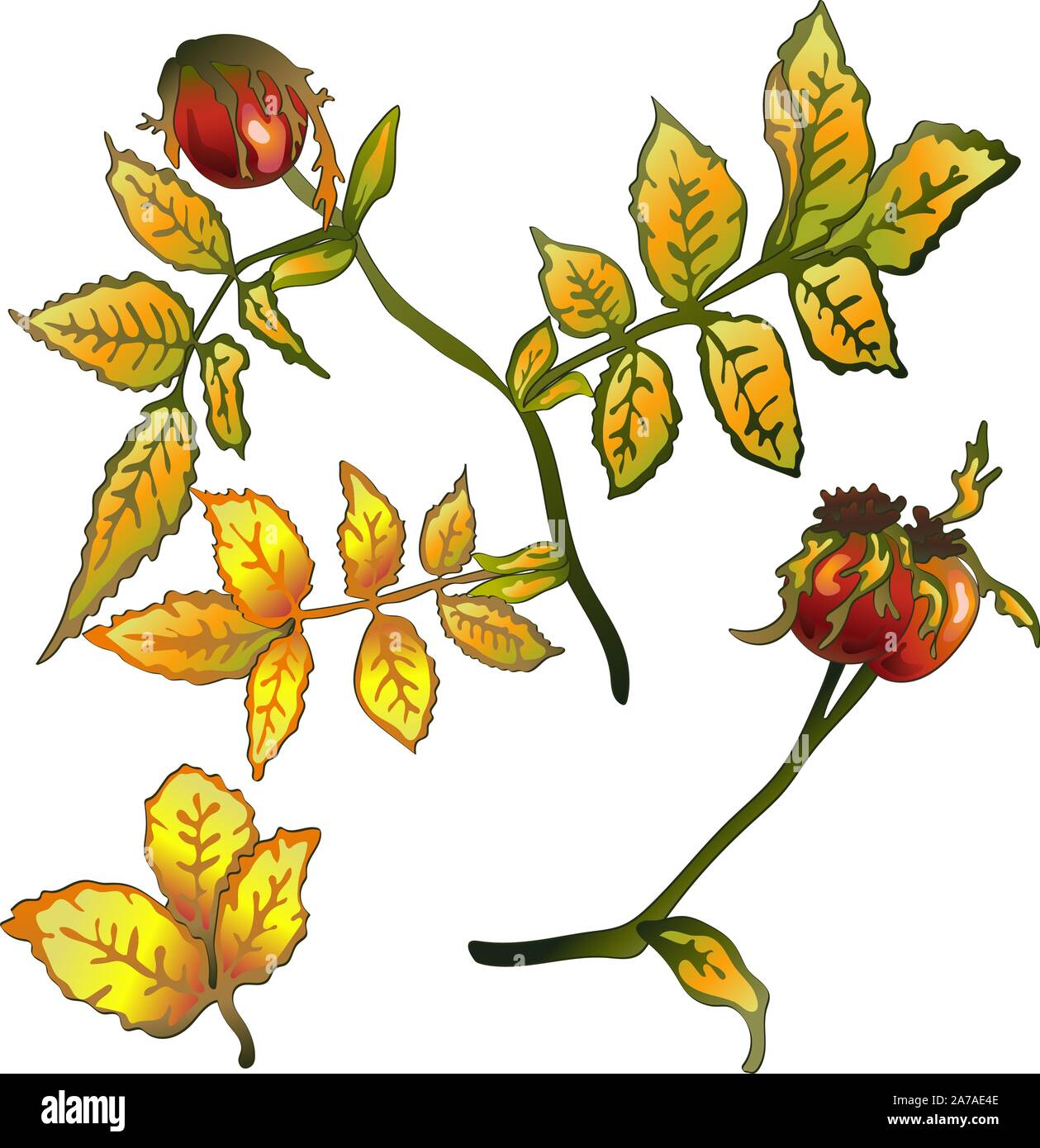 Vector autumn yellow rose hip leaves and plant Stock Vector Image & Art ...