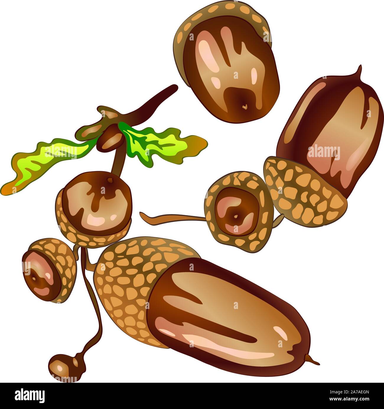 Vector autumn brown an acorn oak plant. Acorn plant botanical garden ...
