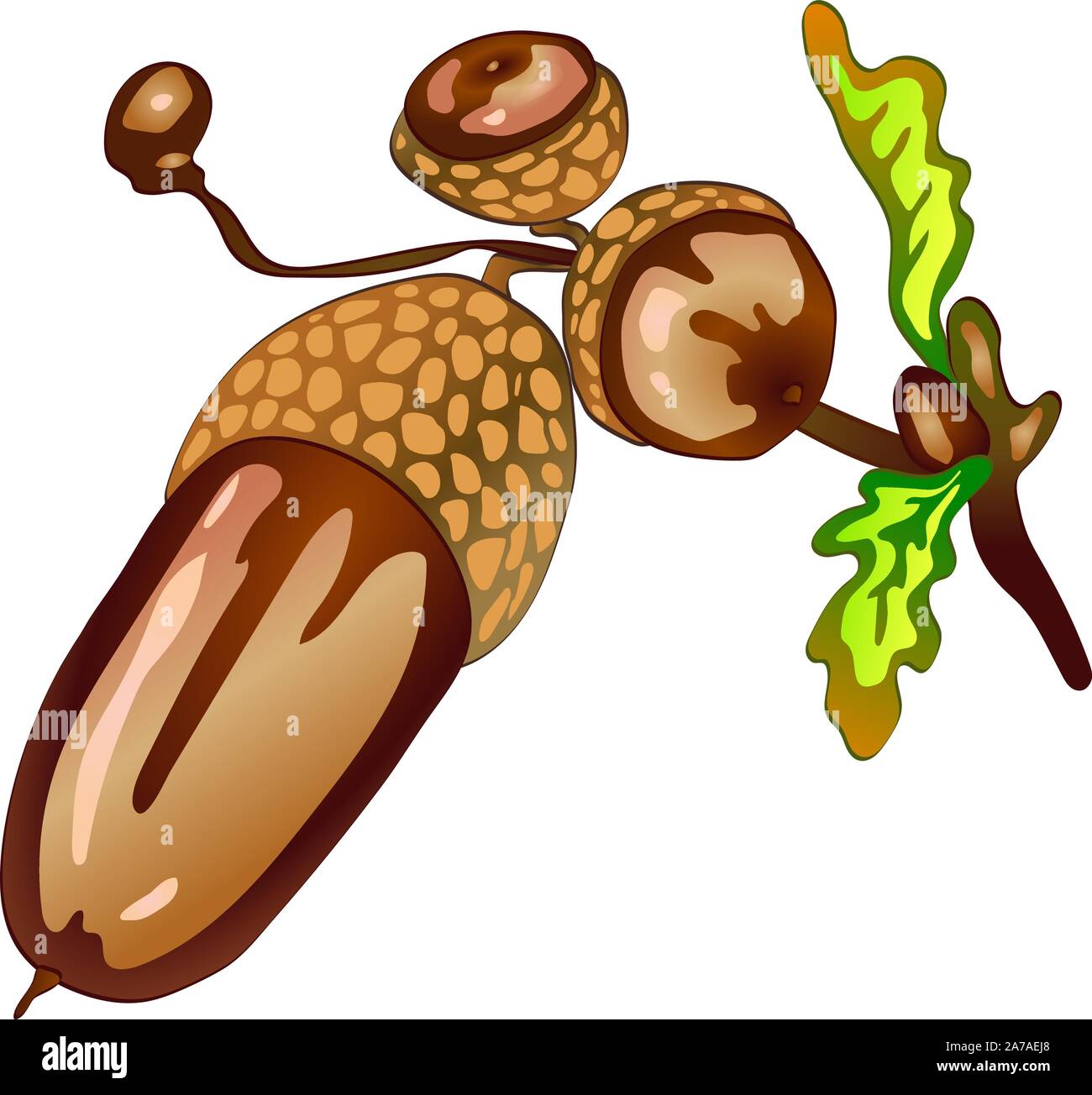 Vector autumn brown an acorn oak plant. Acorn plant botanical garden ...