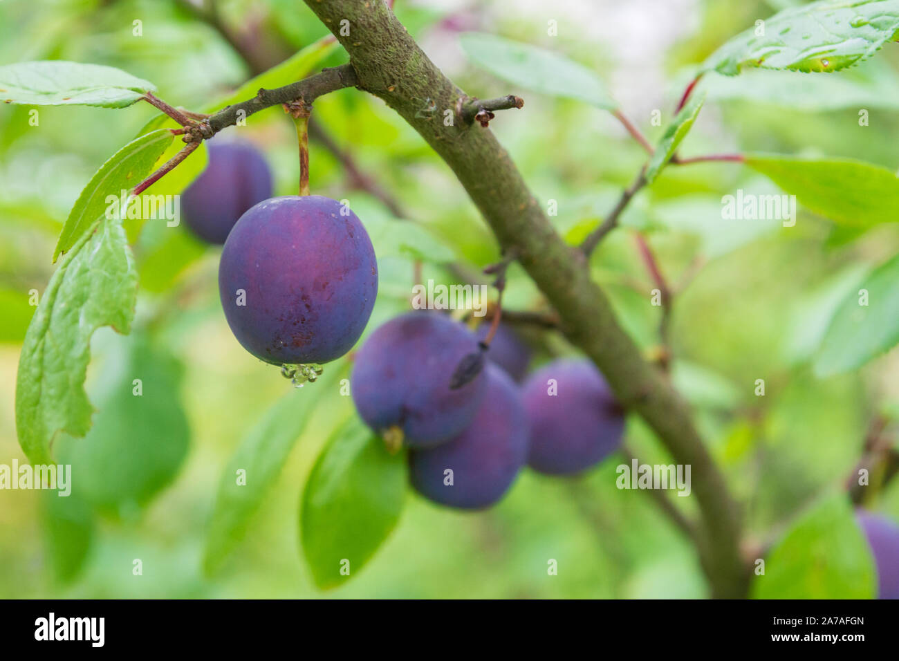 Planting A Plum Fruit Tree High Resolution Stock Photography and Images ...