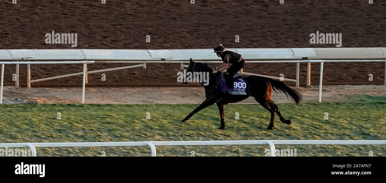 A'ali horse hi-res stock photography and images - Alamy