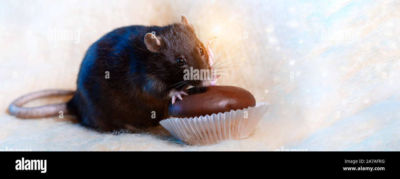 a rat celebrates his birthday and eats a cake with a candle on a light ...