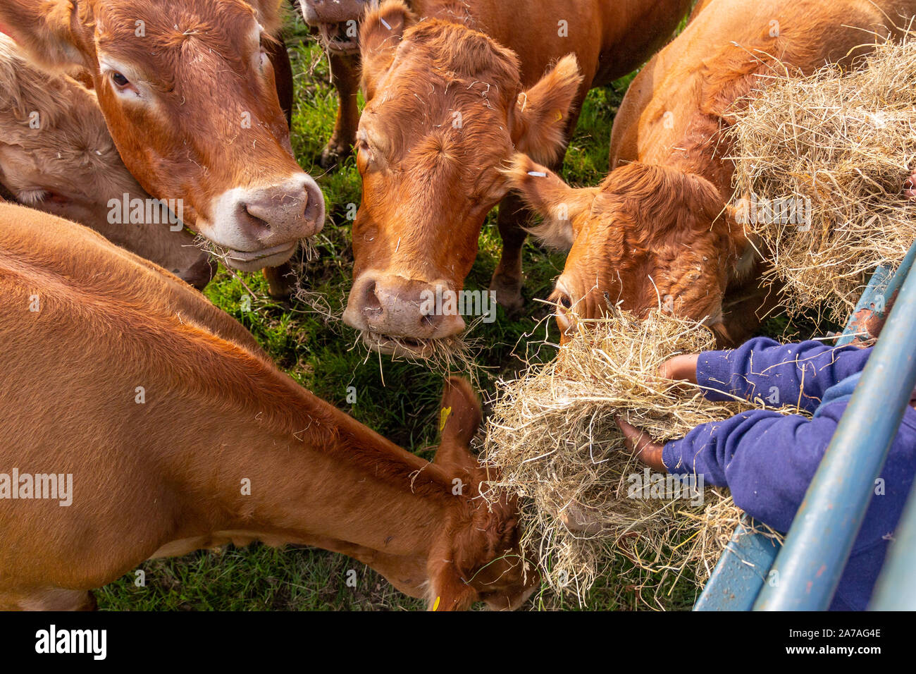 From above domestic cows hi-res stock photography and images - Alamy