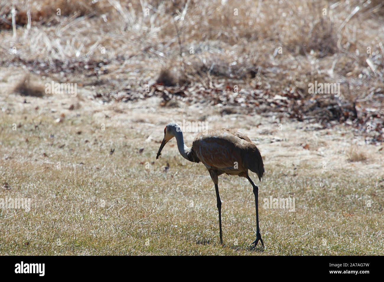 A Sandhill Crane in wetlands in Trevor, Wisconsin, USA in early spring ...