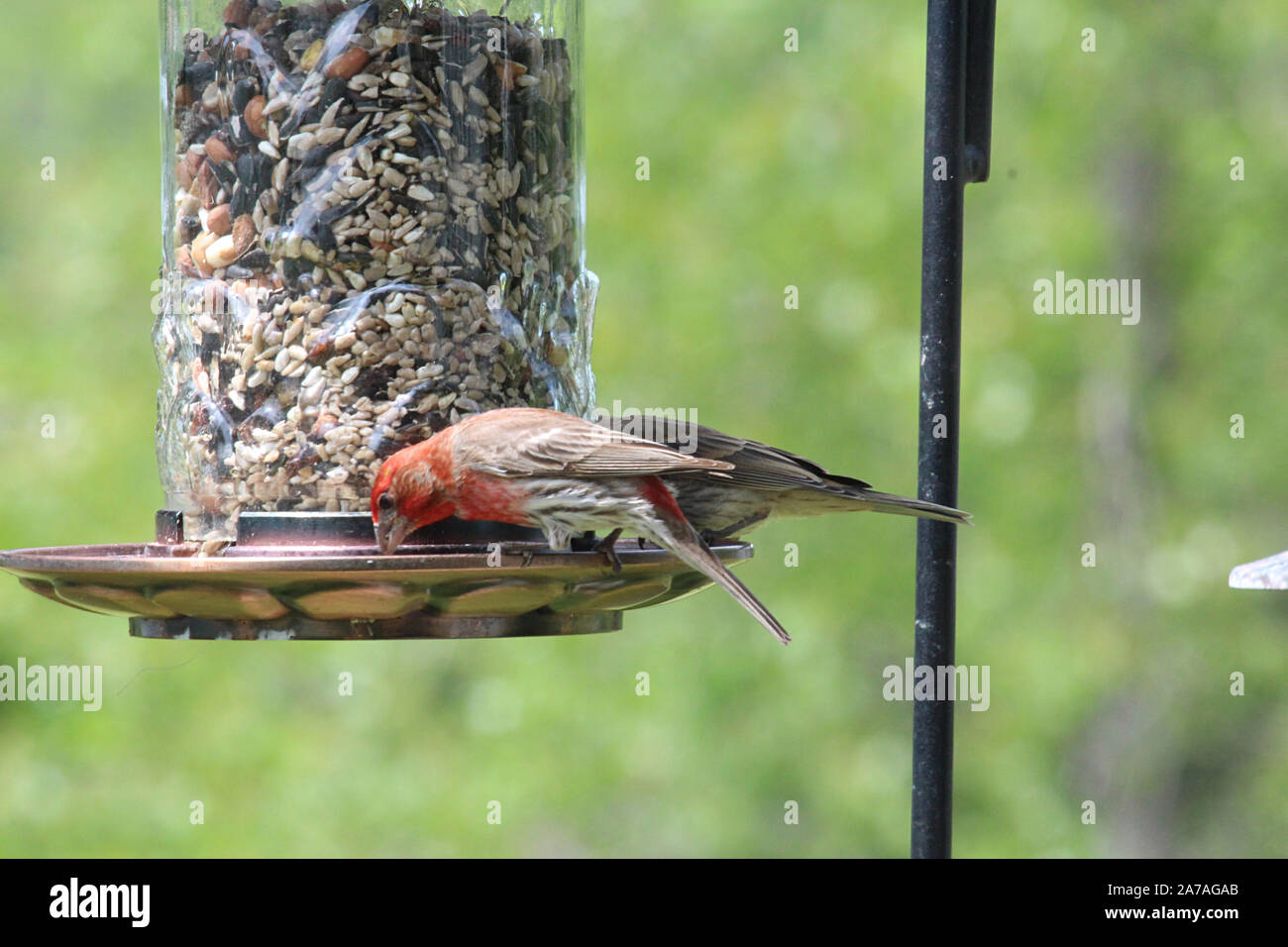 A male and female House finch eating on a bird feeder in the spring in ...