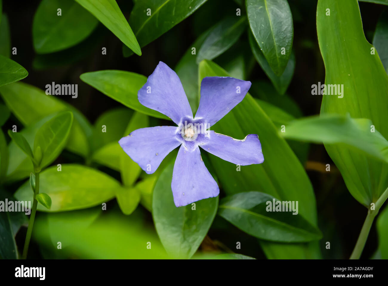 Periwinkle Flower High Resolution Stock Photography and Images - Alamy