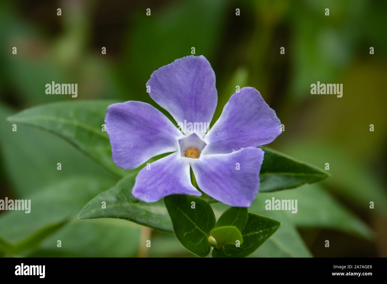 Periwinkle Flower High Resolution Stock Photography and Images - Alamy