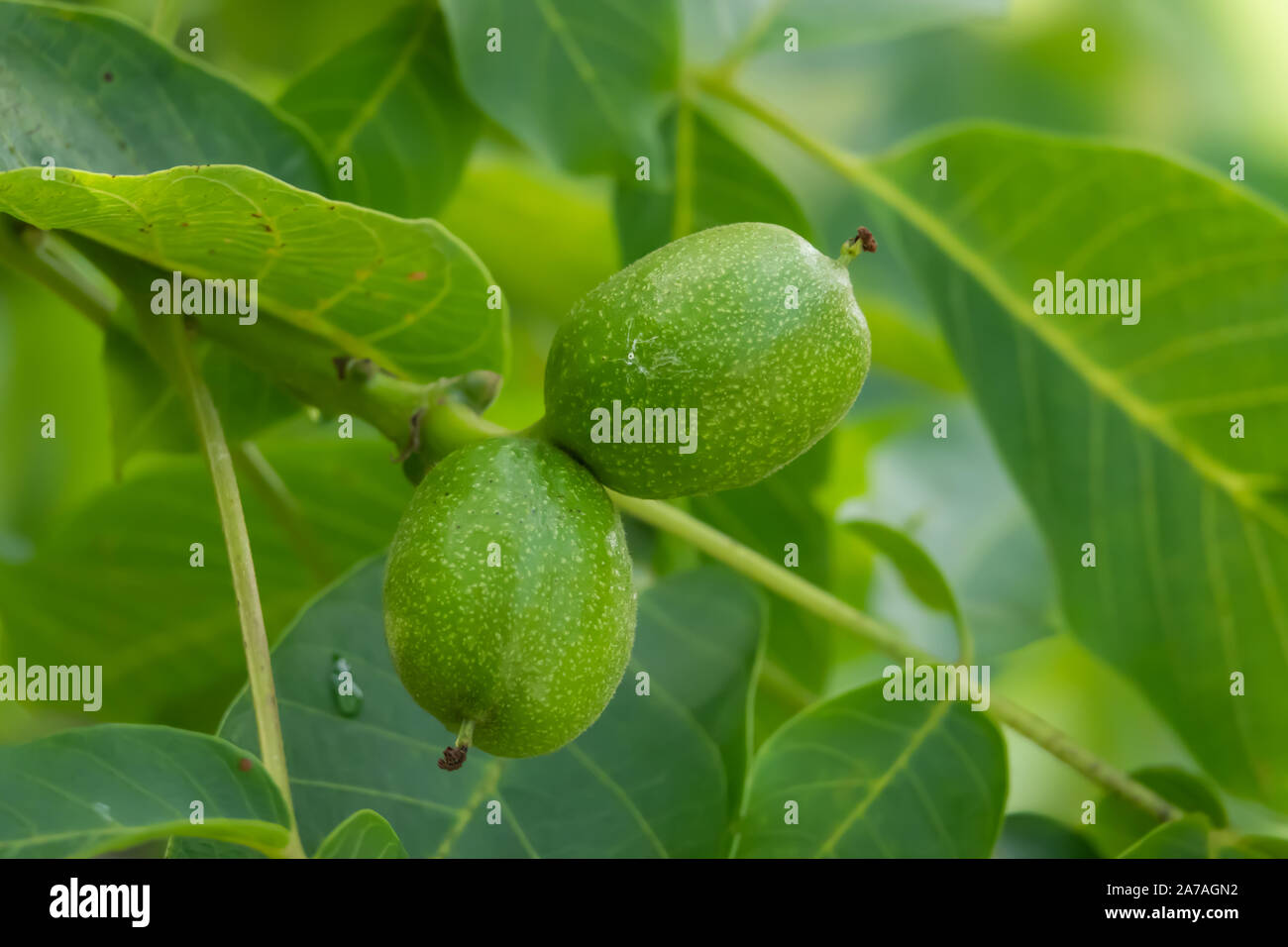 English Walnut Fruits in Springtime Stock Photo - Alamy