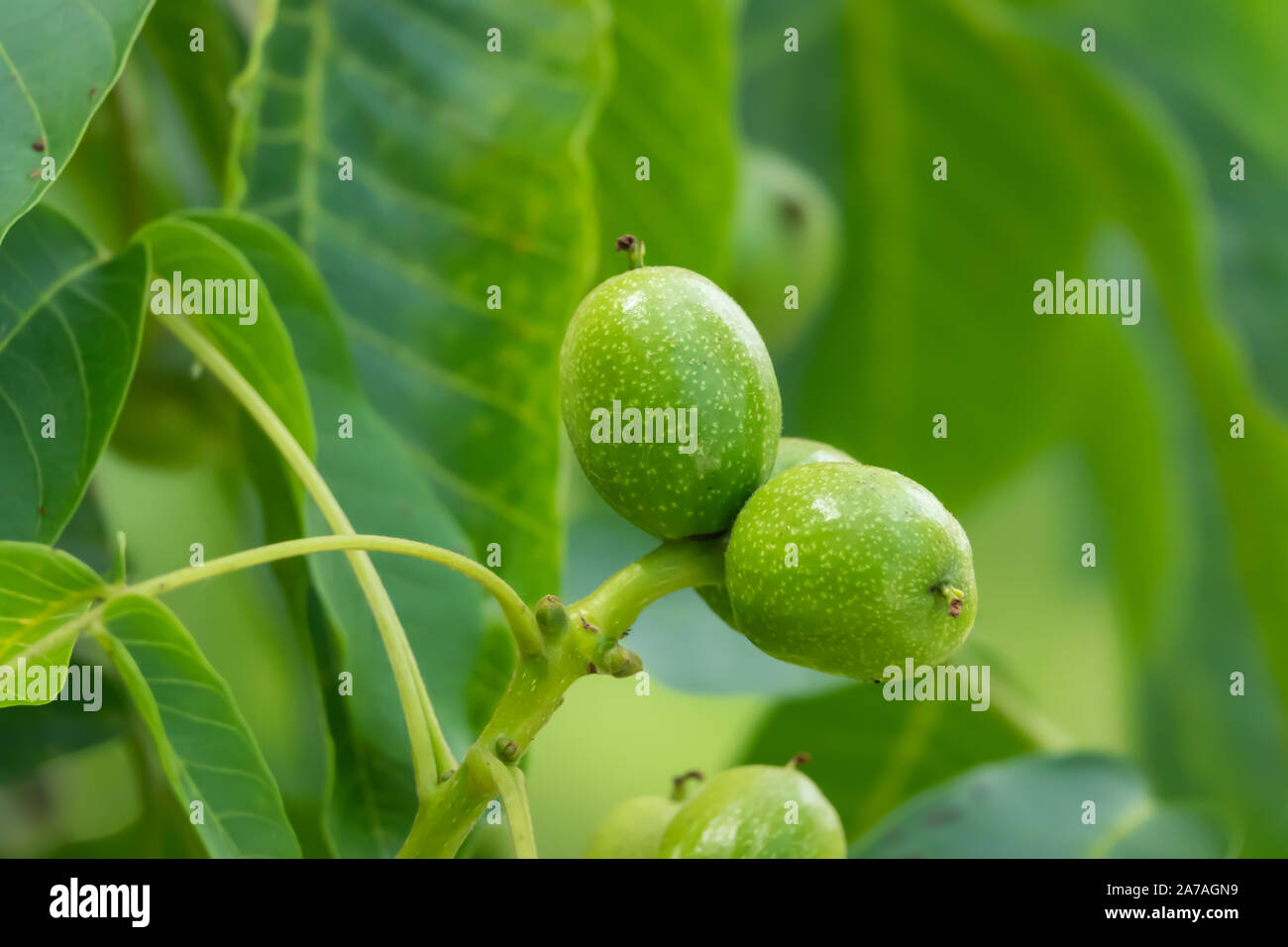 English Walnut Fruits in Springtime Stock Photo - Alamy