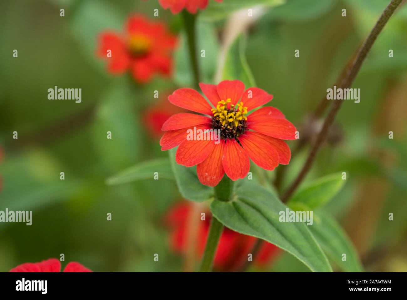 Peruvian Zinnia Flower in Bloom Stock Photo - Alamy