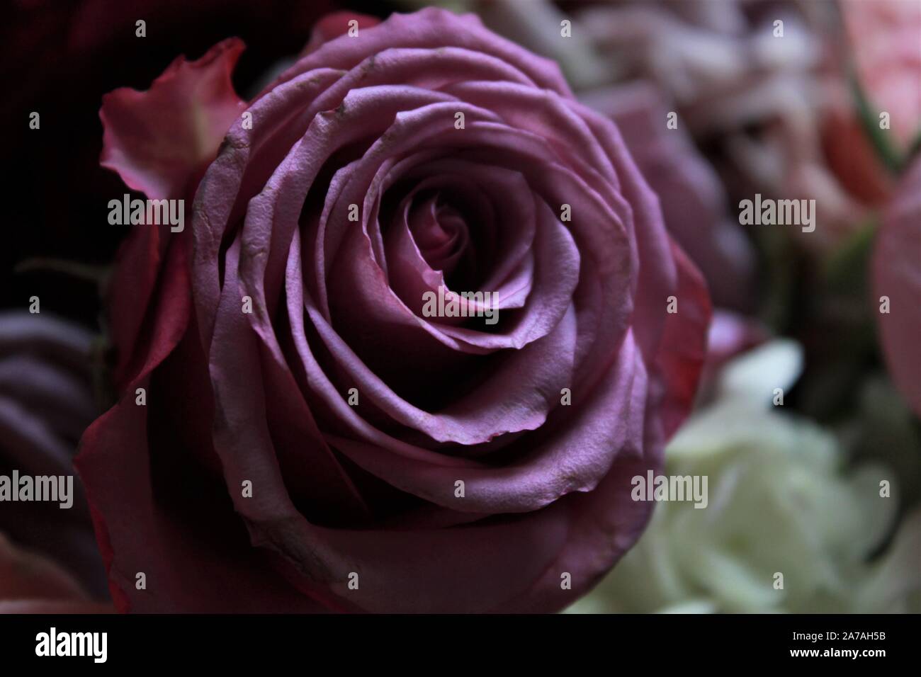 Rose sepal hi-res stock photography and images - Alamy