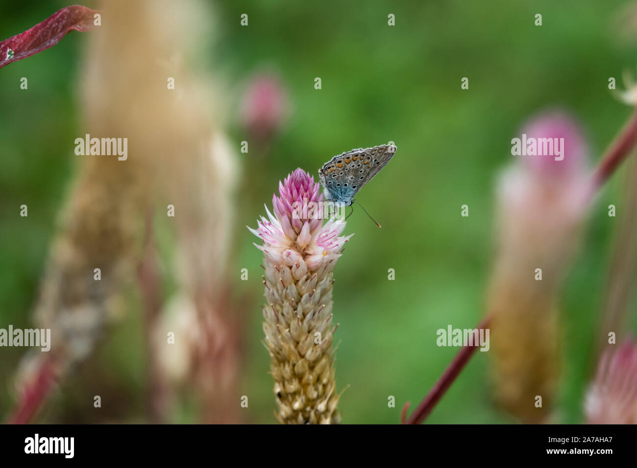 Silver cockscomb celosia argentea hi-res stock photography and images ...