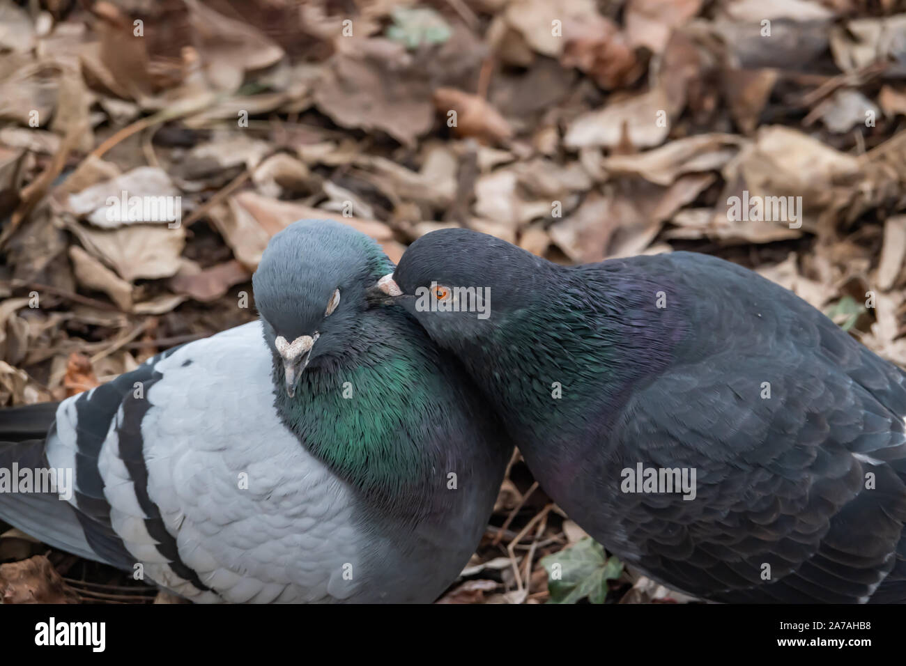 Common Pigeons Pecking in Winter Stock Photo - Alamy