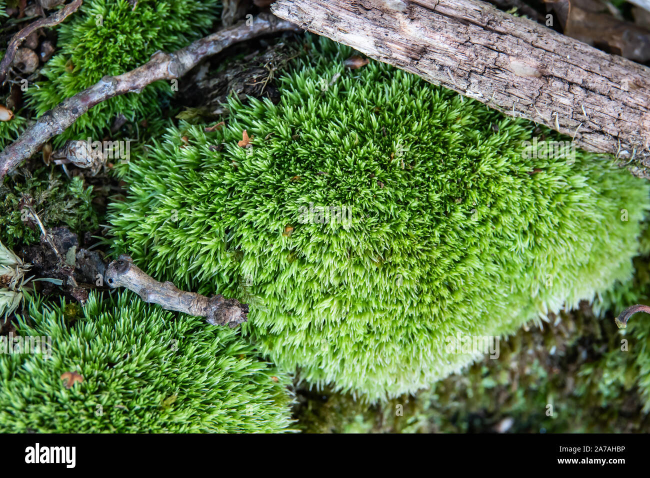 Clumping moss hi-res stock photography and images - Alamy