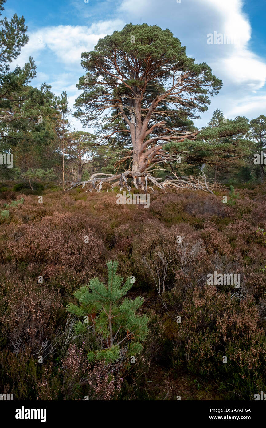 Scots pine tree (Pinus sylvestris) on heather moorland in the ...