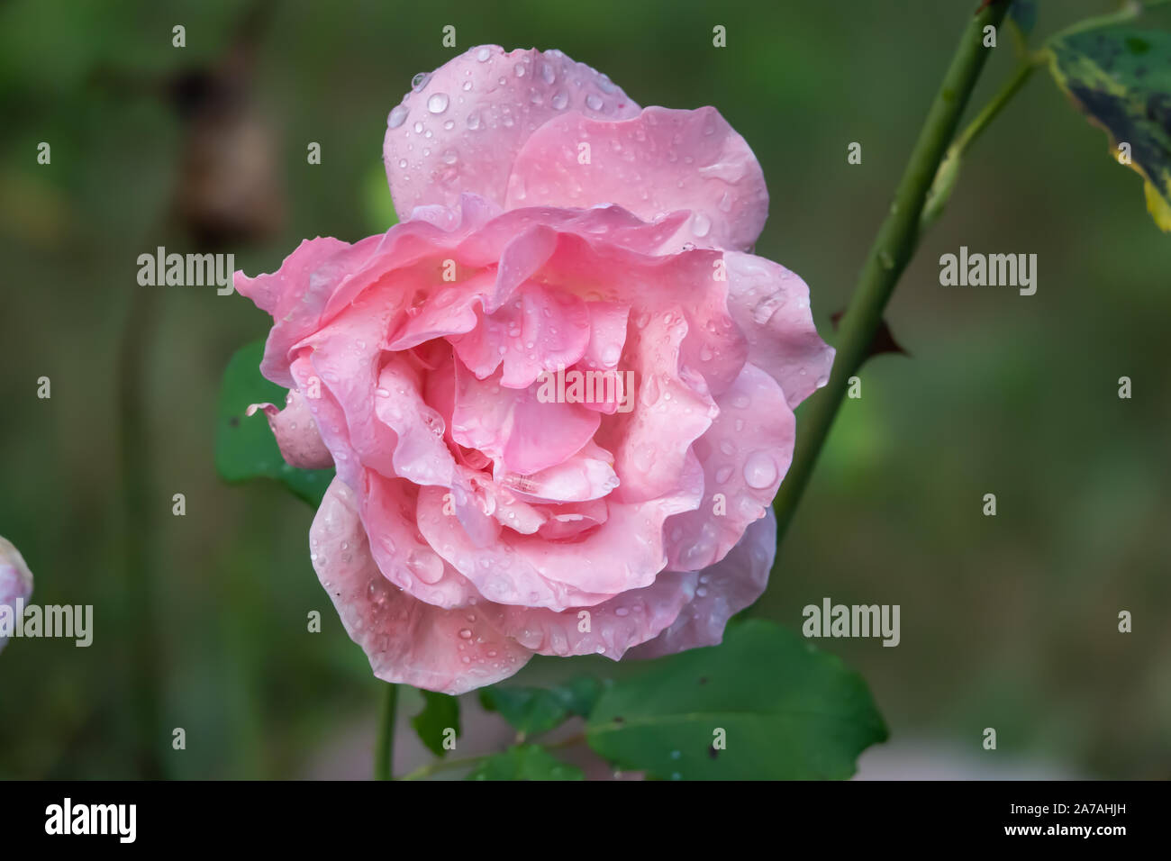 Michigan rose garden hi-res stock photography and images - Alamy