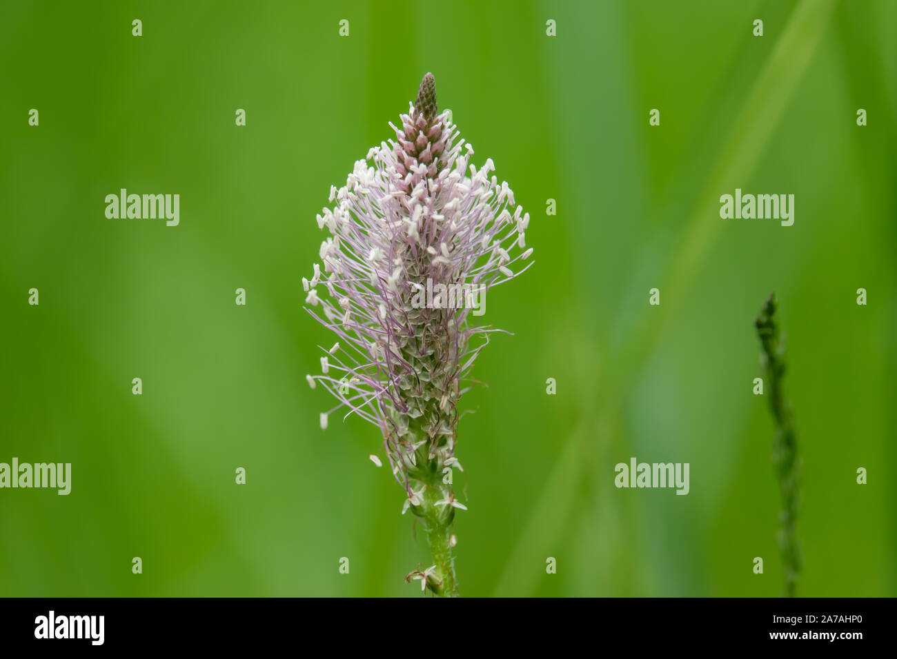 Wild Plantain Inflorescence in Springtime Stock Photo - Alamy