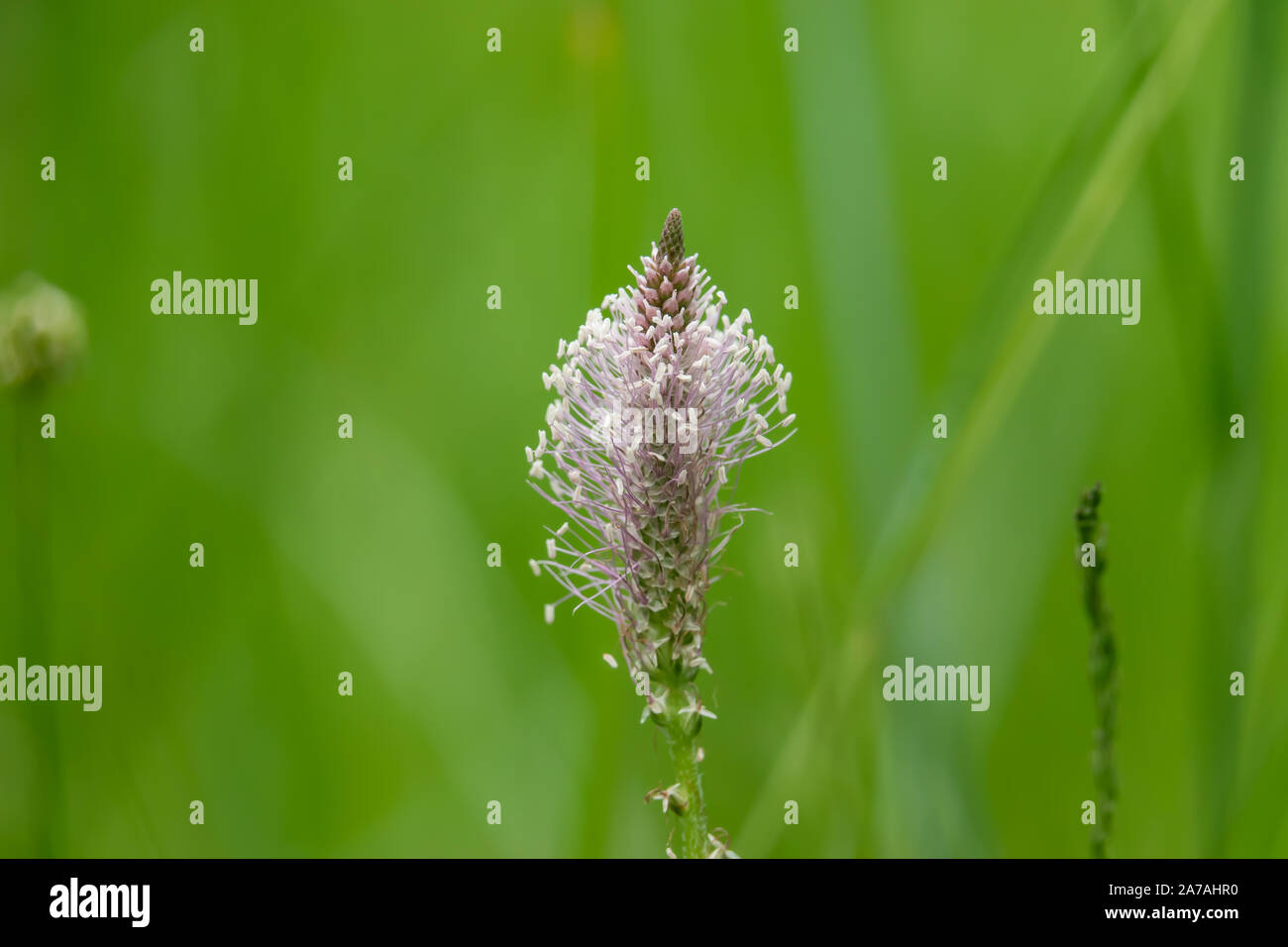 Plantain inflorescence hi-res stock photography and images - Alamy