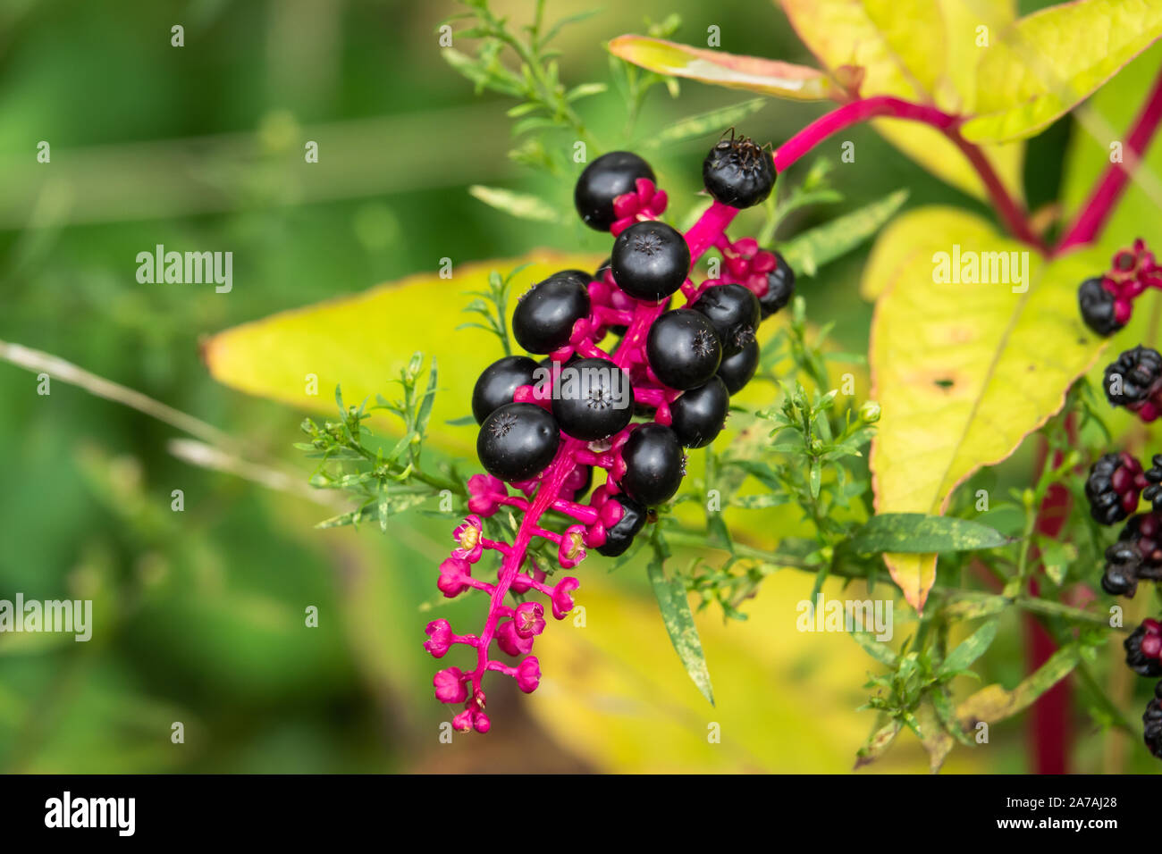 Inkberry hi-res stock photography and images - Alamy