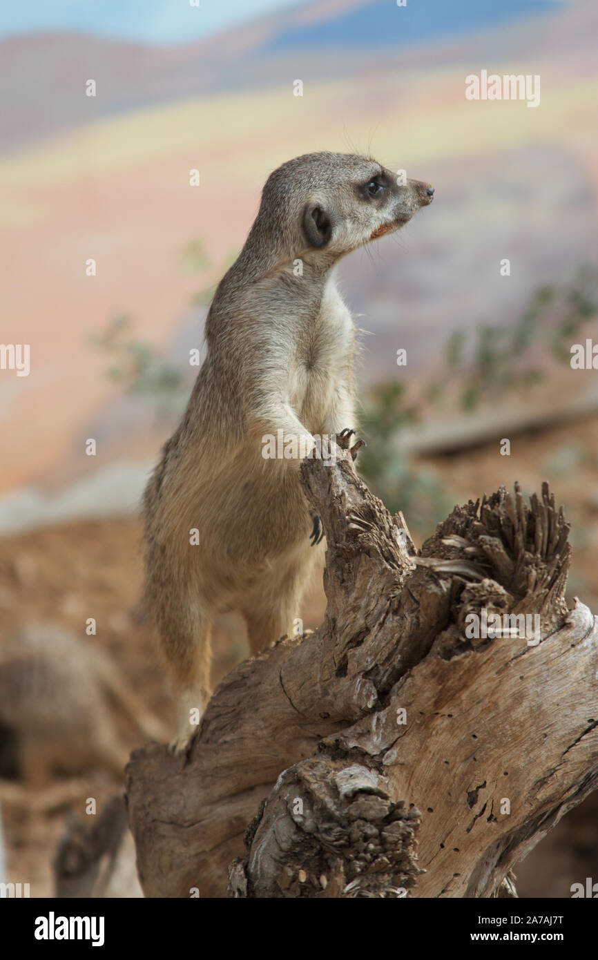 Meerkat standing on its hind legs on a tree Stock Photo - Alamy