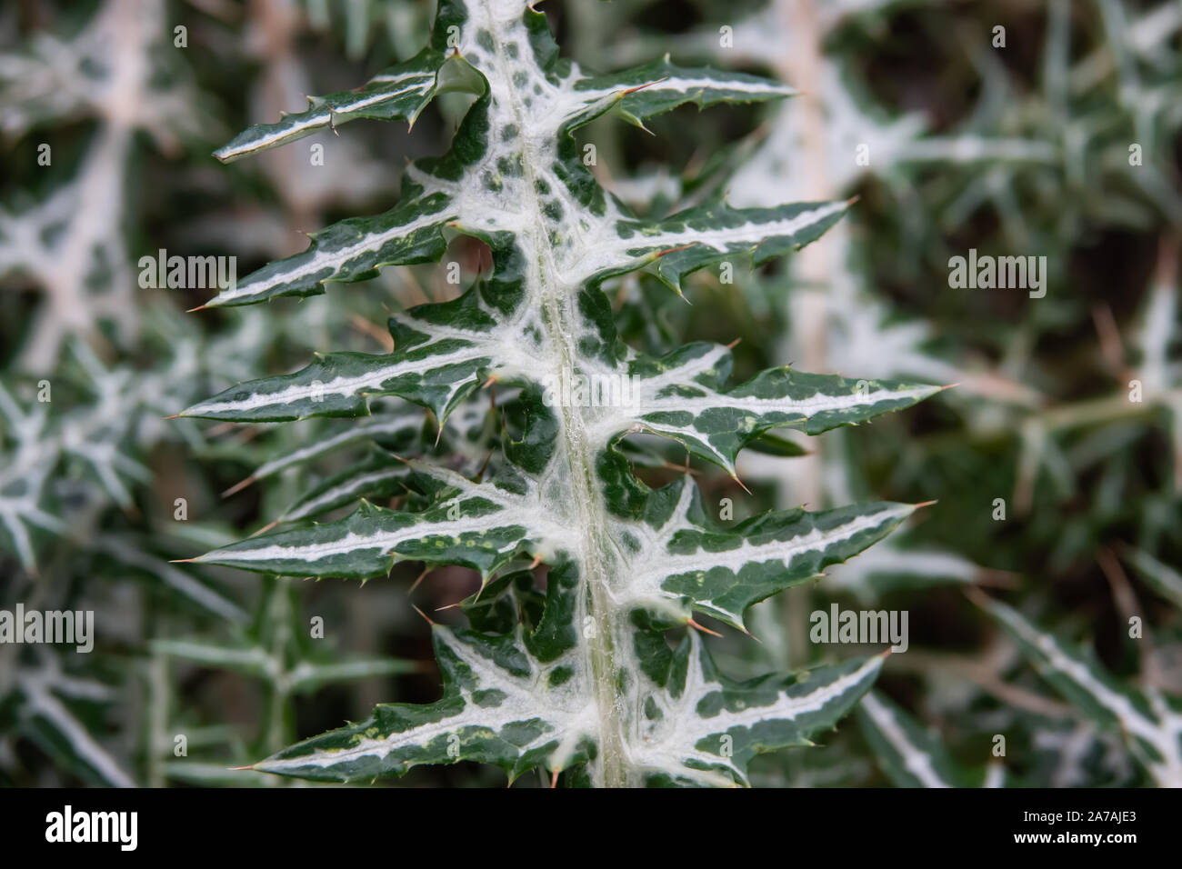 Purple Milk Thistle Leaves in Winter Stock Photo - Alamy