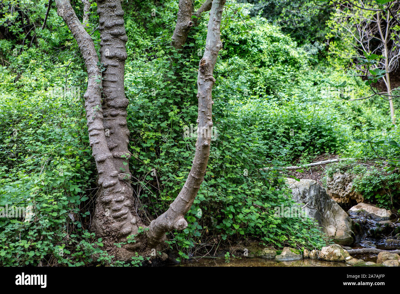 Interesting trees hi-res stock photography and images - Alamy