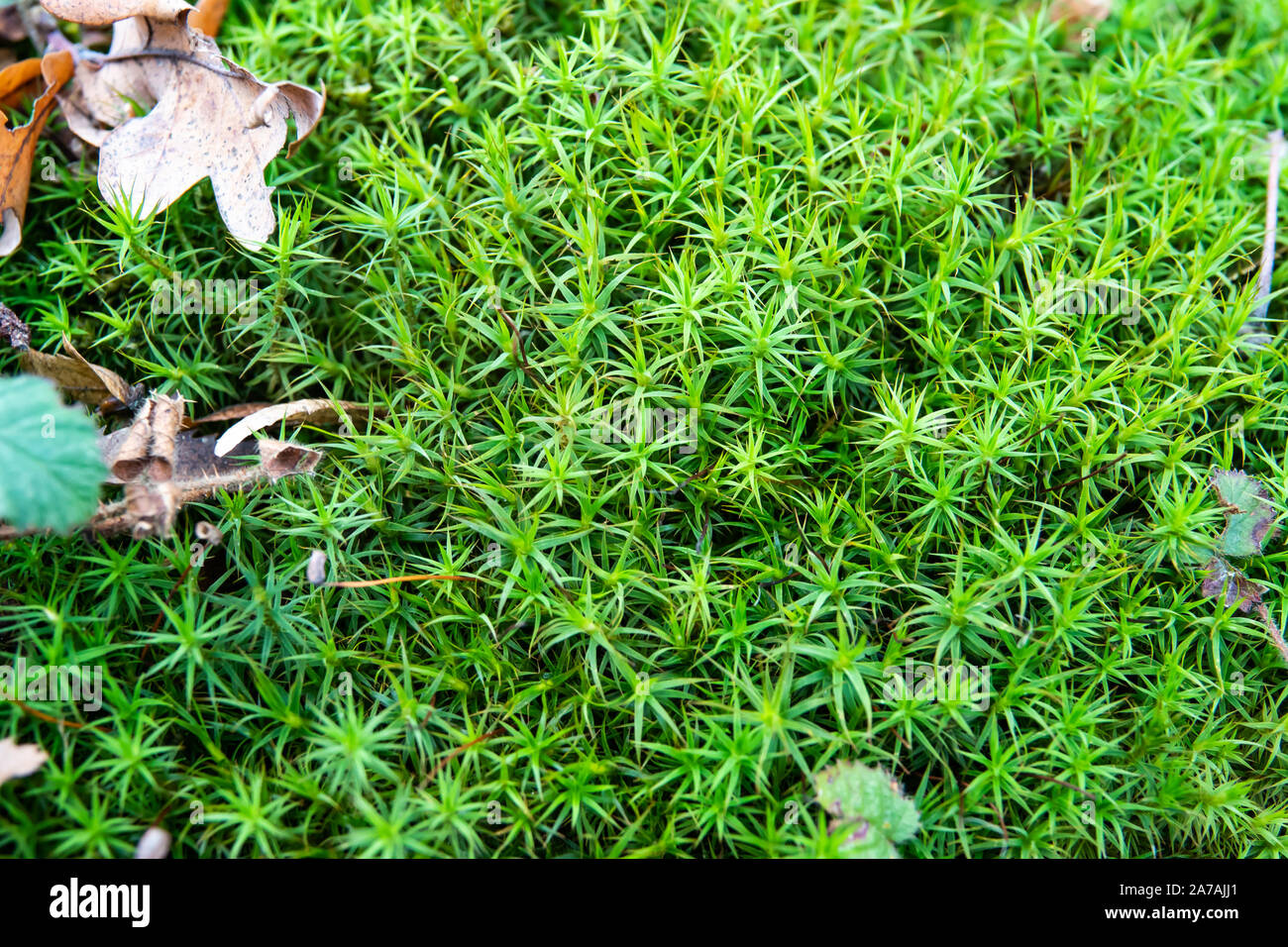Hair cap moss polytrichum hi-res stock photography and images - Alamy